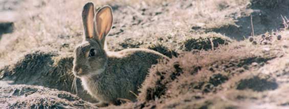 222.453 - VCD Research and Development: Rabbits in New Zealand