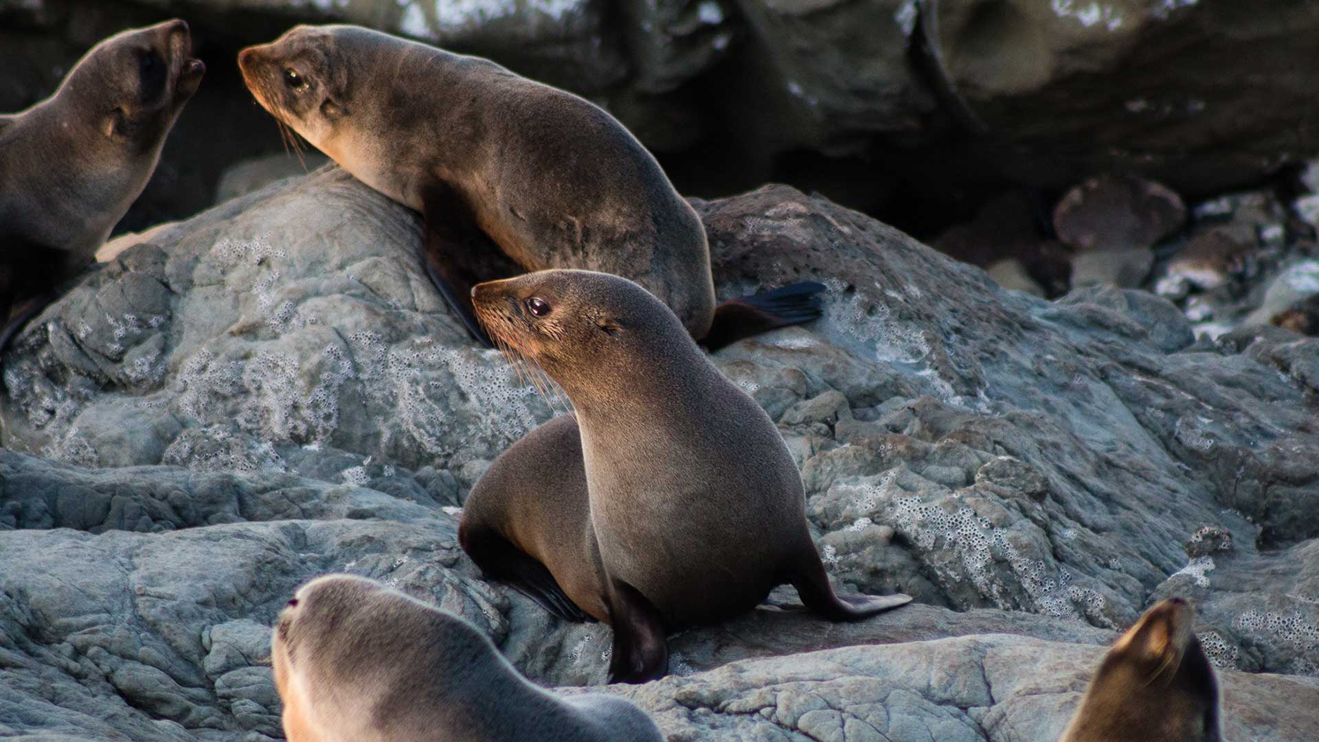 Seals and sea lions: New Zealand marine mammals