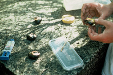 Kauri snail/pupurangi: Invertebrates