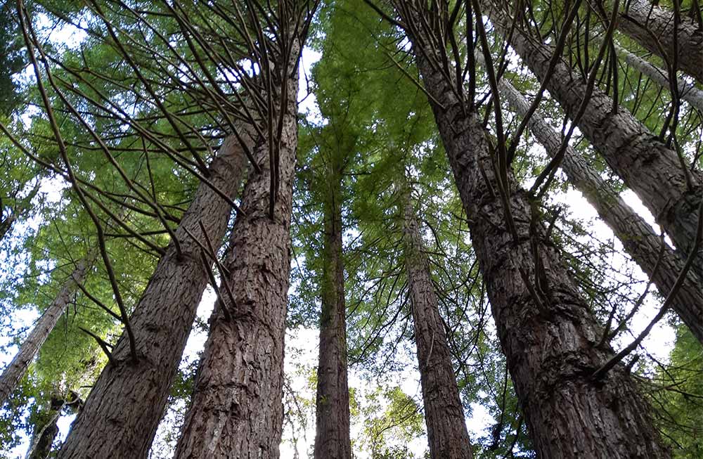 Kiriwhakapapa to Blue Range Hut: Tararua Forest Park, Wairarapa region