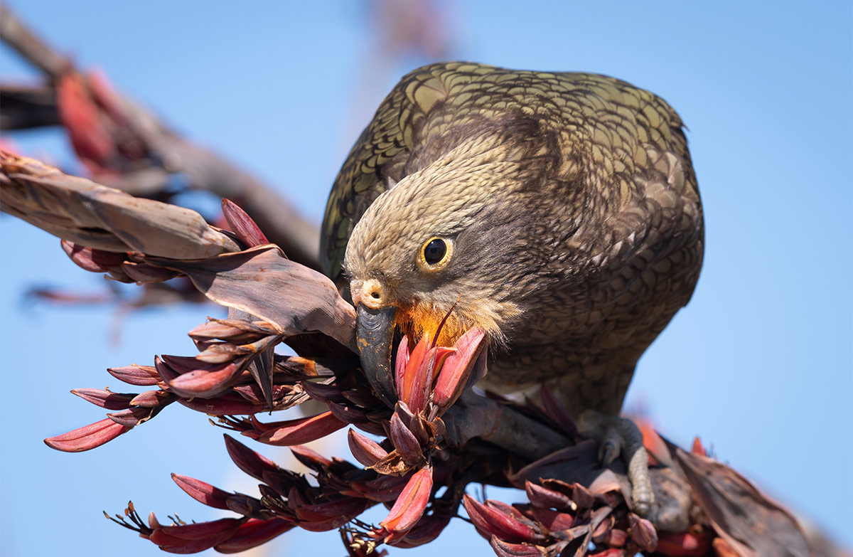 Kea: New Zealand native land birds