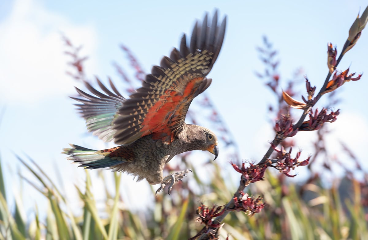 Kea: New Zealand native land birds