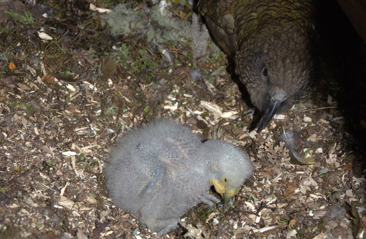 Kea: New Zealand native land birds