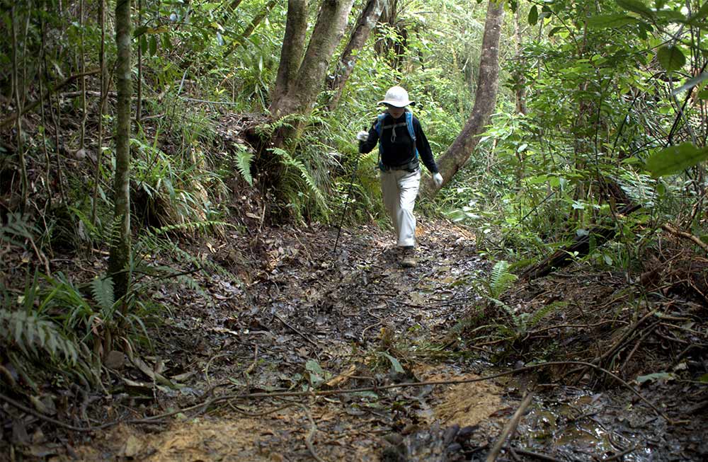 Karaka Track: Kauaeranga Valley, Coromandel Forest Park, Coromandel region