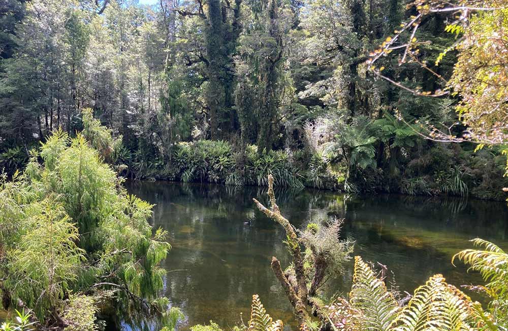 Lake Ellery Track: Jackson Bay - Gorge River area, West Coast region