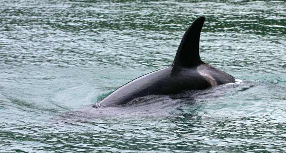 Killer whale/orca: New Zealand marine mammals