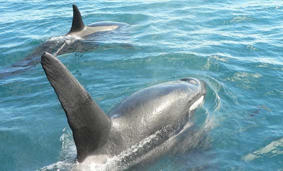 Killer whale/orca: New Zealand marine mammals
