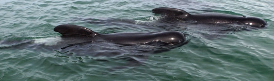 Pilot whales
