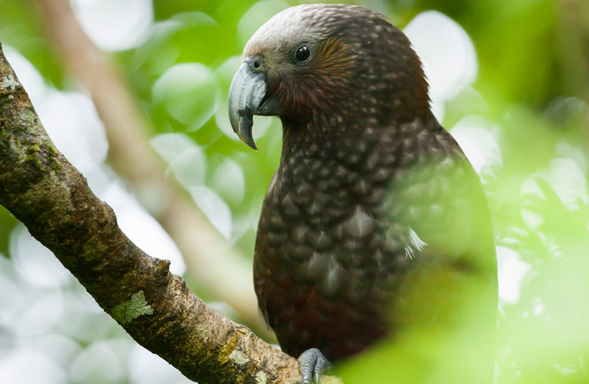 Birds: Modules for biodiversity inventory and monitoring