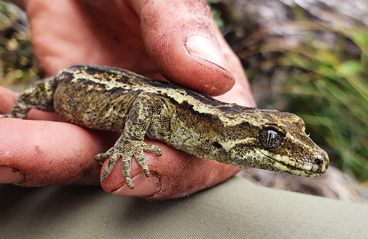 Broad-cheeked gecko: Geckos