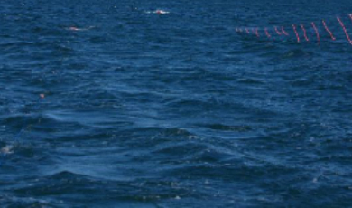 Improving tori line performance in small vessel longline fisheries