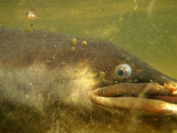 Eels: New Zealand freshwater fish