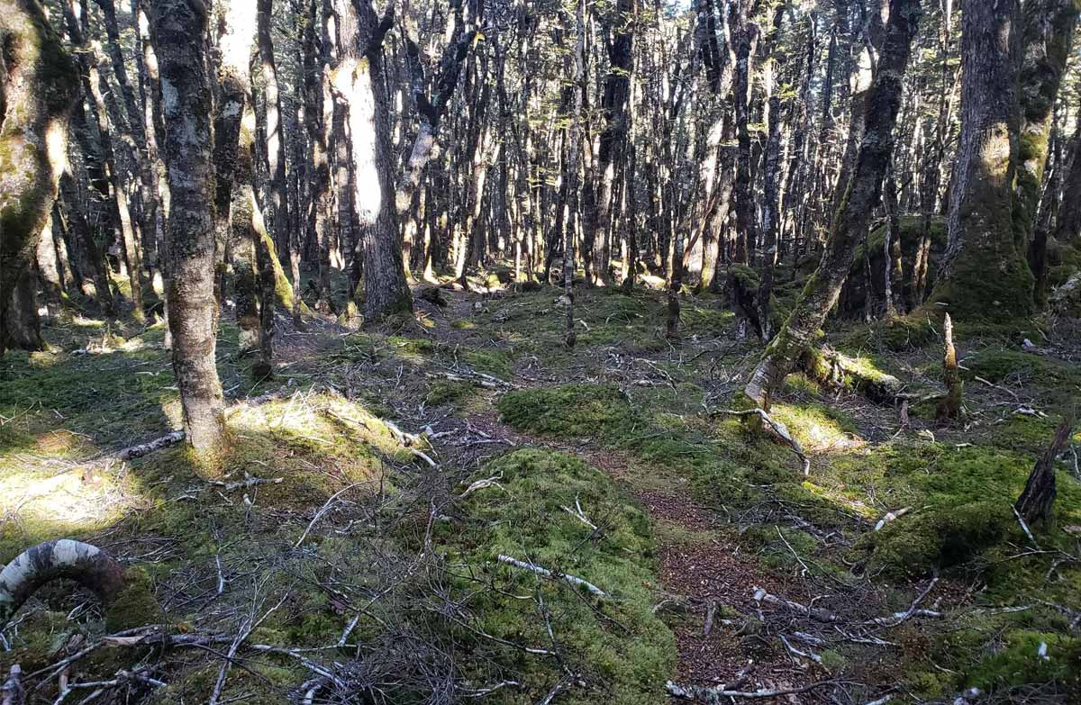 Steele Creek Track: Tramping track in Upper Caples-Greenstone area