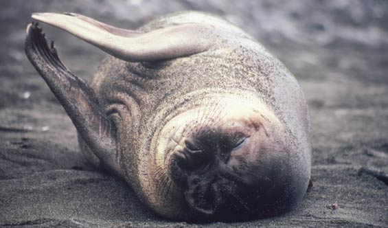 Elephant seal: New Zealand marine mammals