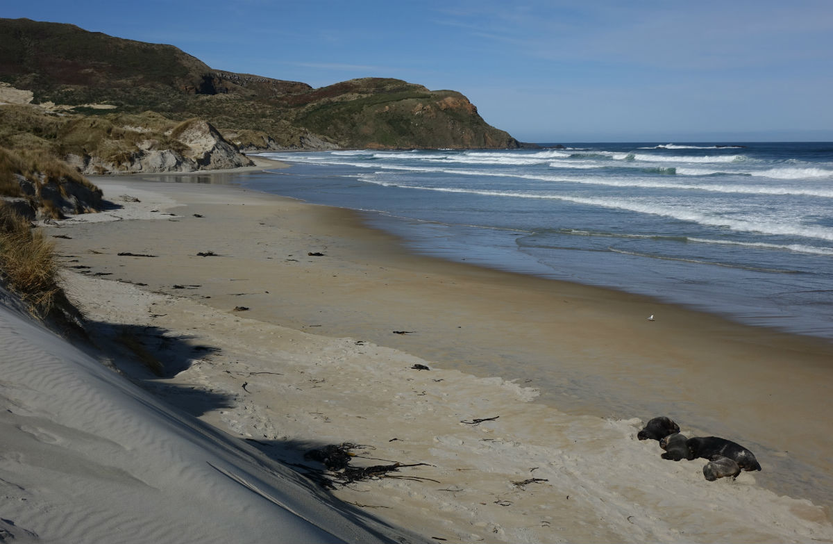 Sandfly Bay - Wildlife Guardian