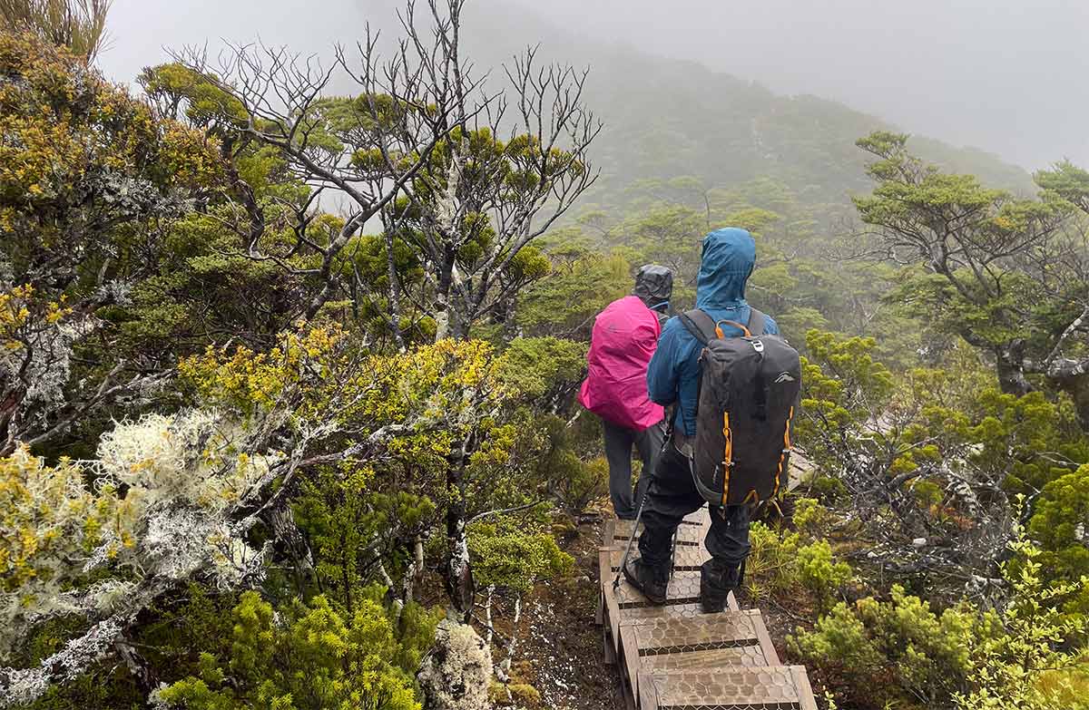 Hump Ridge Track: Fiordland National Park, Fiordland region