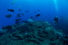 Reef Life Survey of biodiversity in northern New Zealand: Marine ...