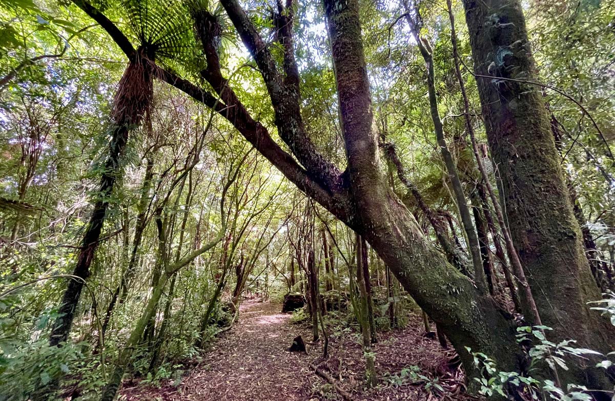 Everett Park Scenic Reserve walk: Walking and tramping in Everett Park ...