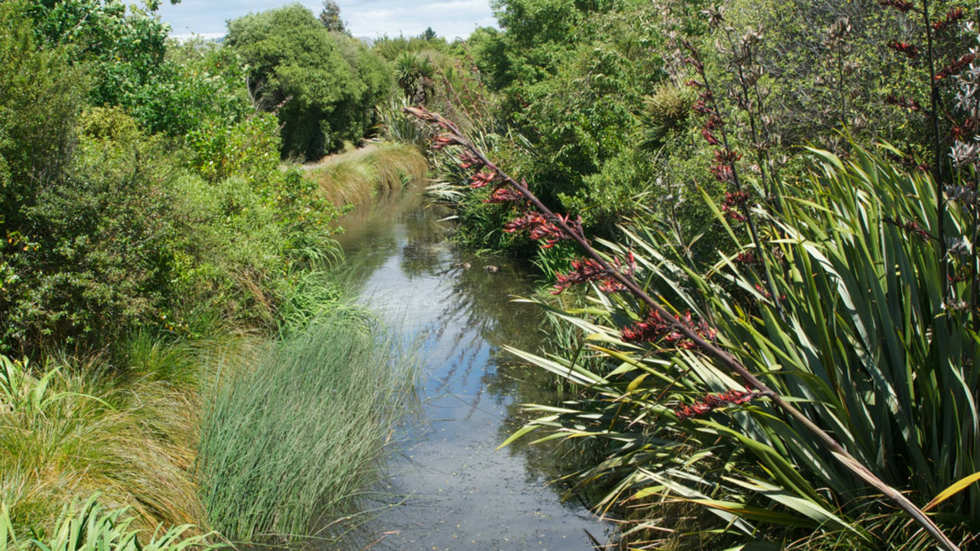 Freshwater fish habitat