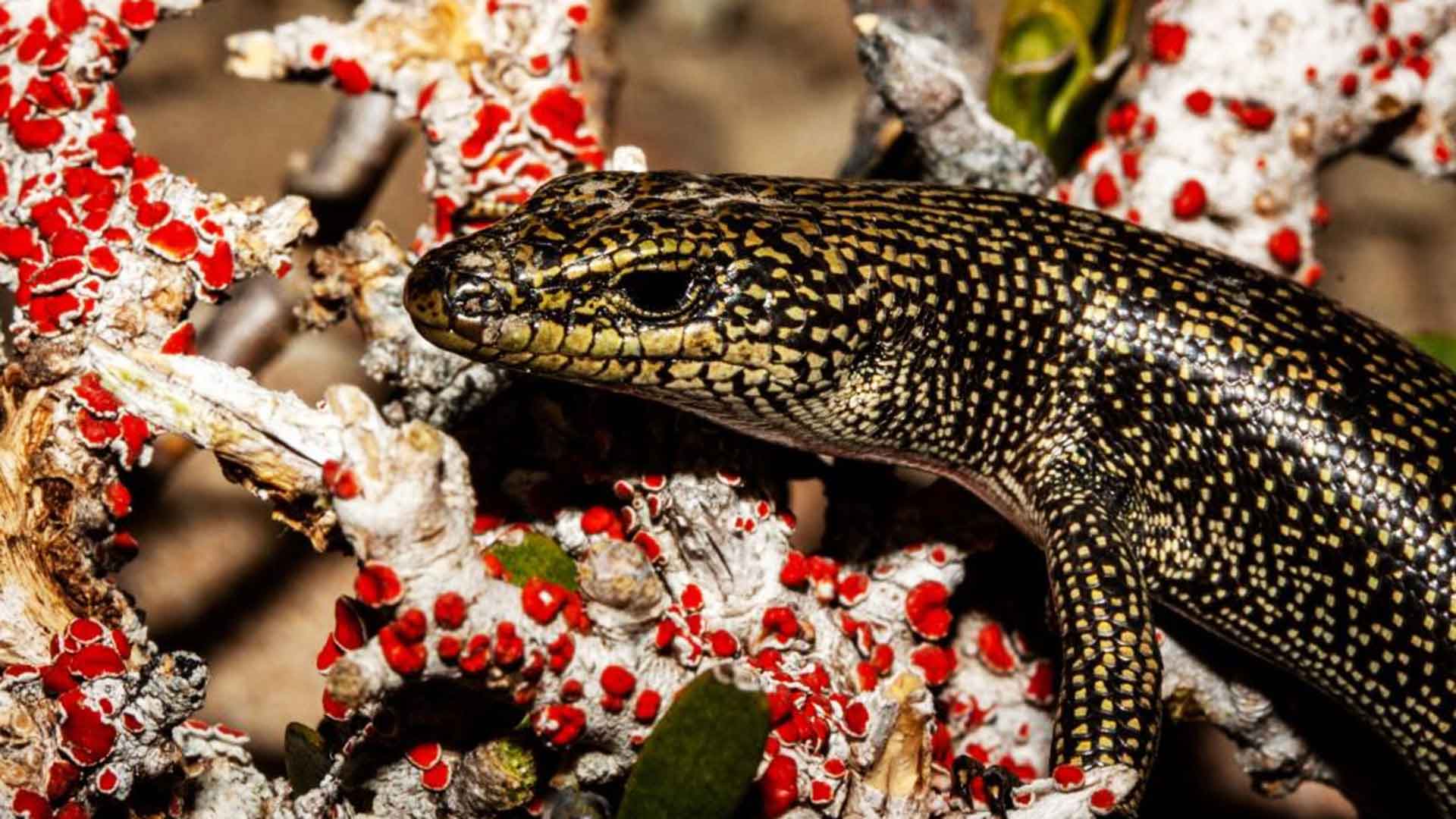 Alpine rock skink: Skinks