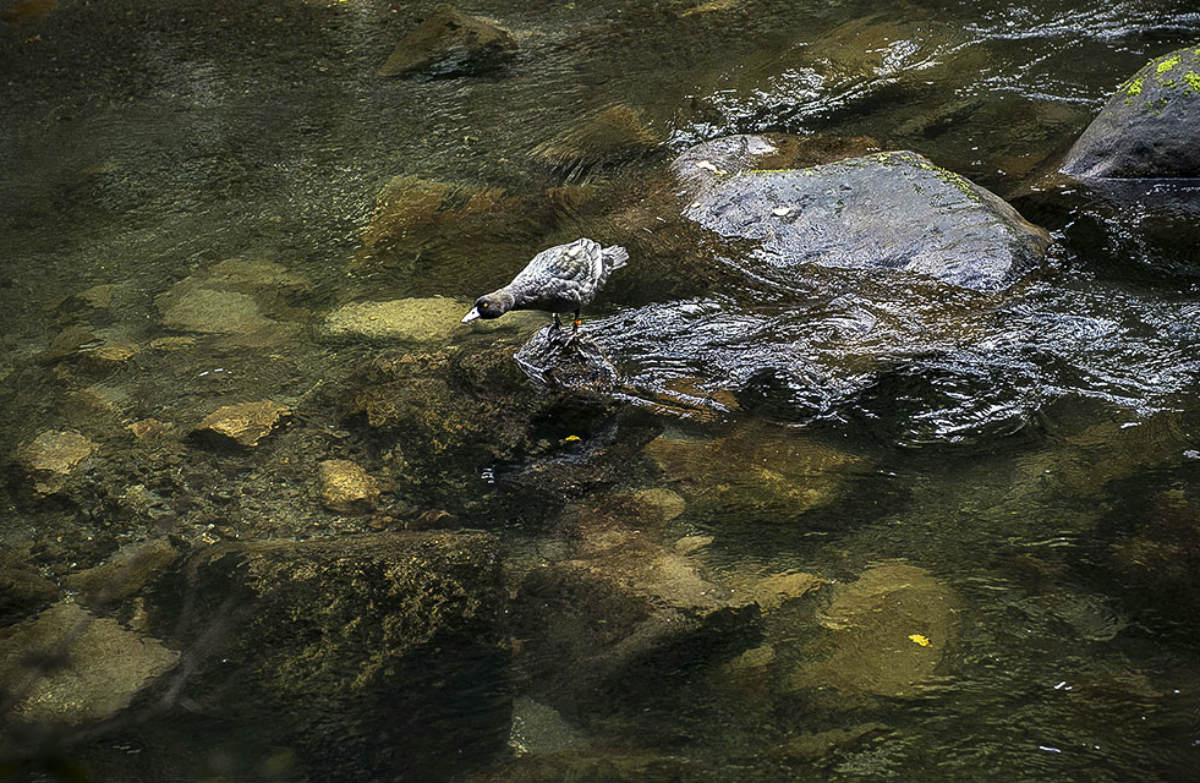 Te Pua-a-Tāne Circuit