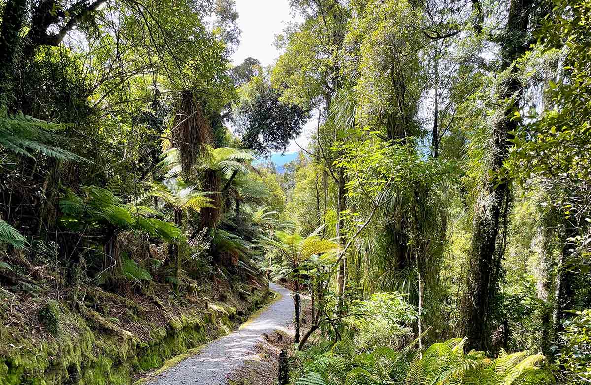 Pakihi Walk: Westland Tai Poutini National Park, West Coast region
