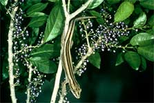 New Zealand geckos: Native animal conservation