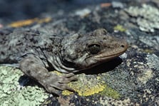 New Zealand geckos: Native animal conservation