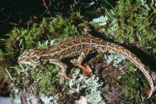 New Zealand geckos: Native animal conservation
