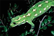 New Zealand geckos: Native animal conservation
