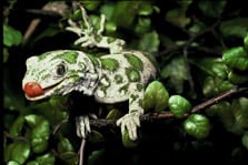 New Zealand geckos: Native animal conservation