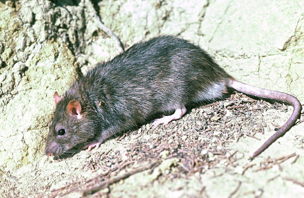 Rats: New Zealand animal pests and threats