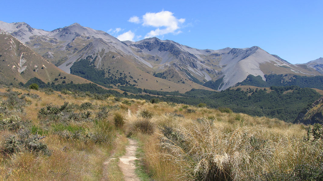 Hogs Back Track (Easy Up Track and Descent Track): Walking and tramping ...