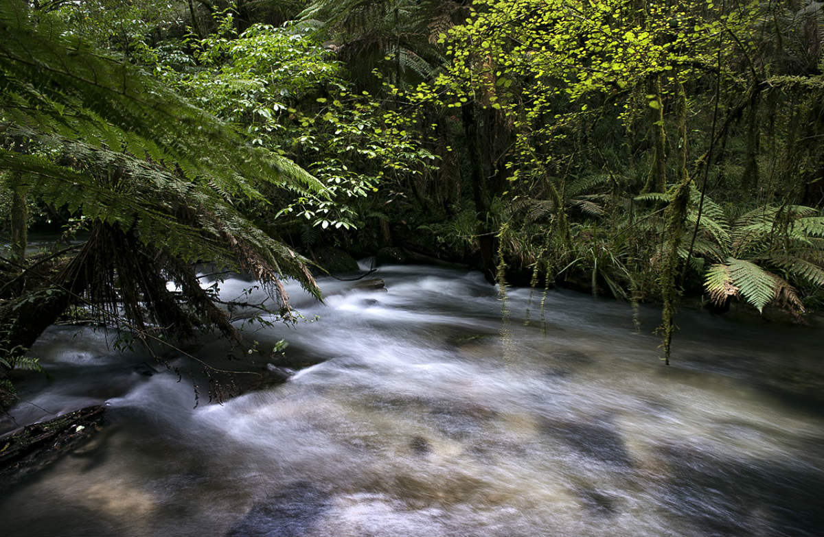 Waiatiu Falls Track: Whirinaki Te Pua-a-Tane Conservation Park, East ...
