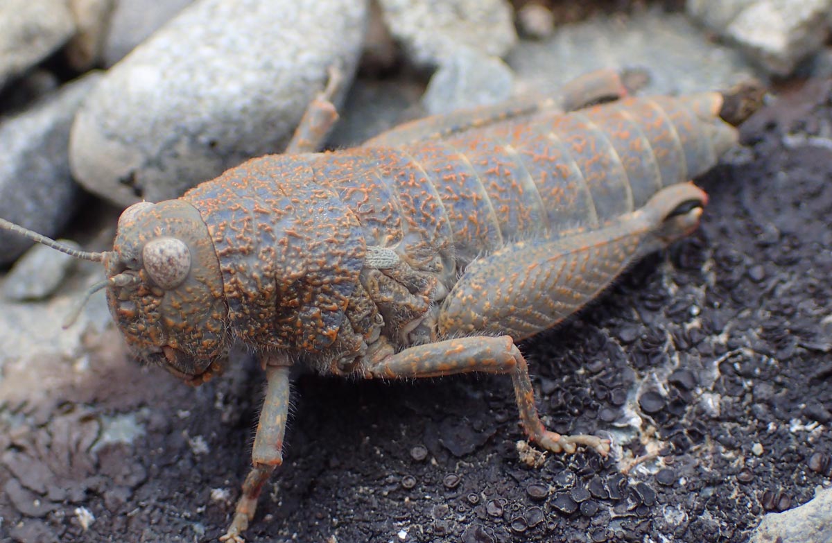 Robust grasshopper: Invertebrates: Native animals: Conservation