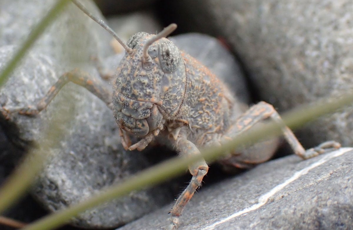 Robust grasshopper: Invertebrates: Native animals: Conservation