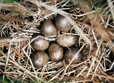 Marsh crake/koitareke: Wetland birds