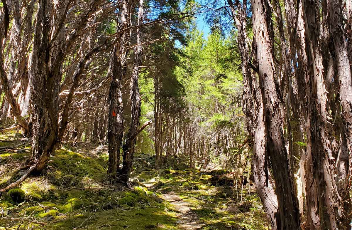 Top Gordon Hut: Leatham Conservation Area, Marlborough region