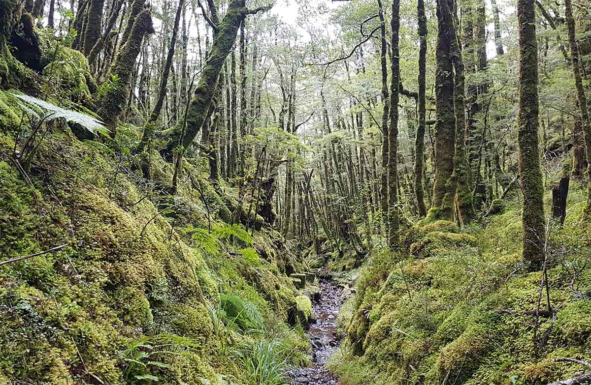 Waiuta to Big River Track: Victoria Forest Park, West Coast region