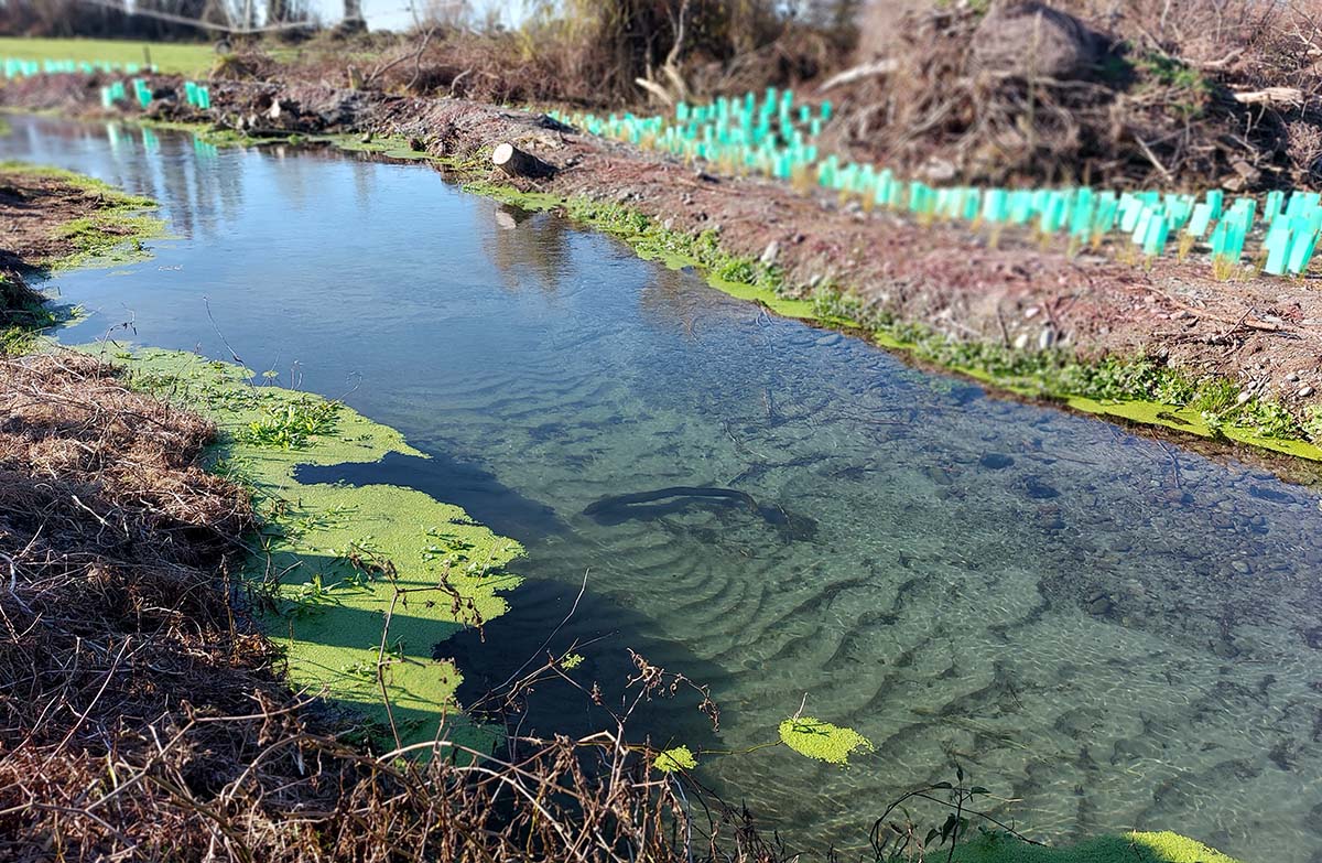 Current restoration work: Rakitata River restoration | Ko te ...
