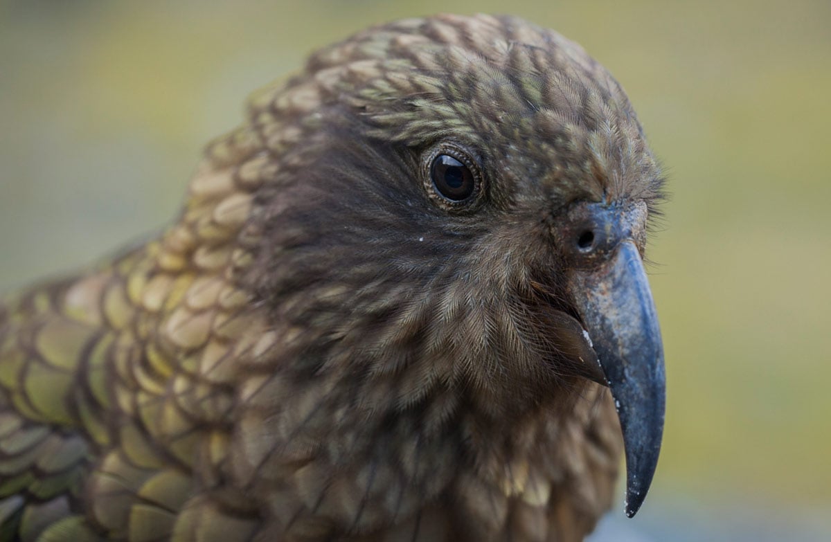 Kea: New Zealand native land birds