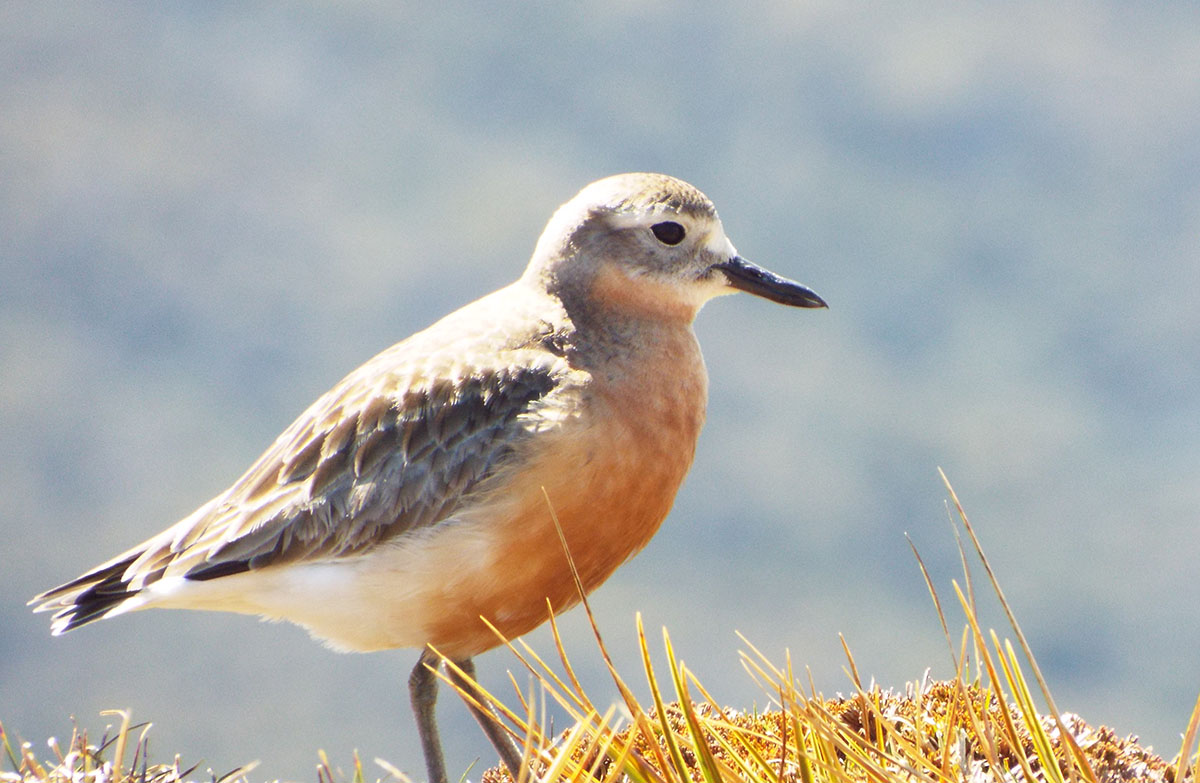 Southern New Zealand dotterel/pukunui: Birds A-Z