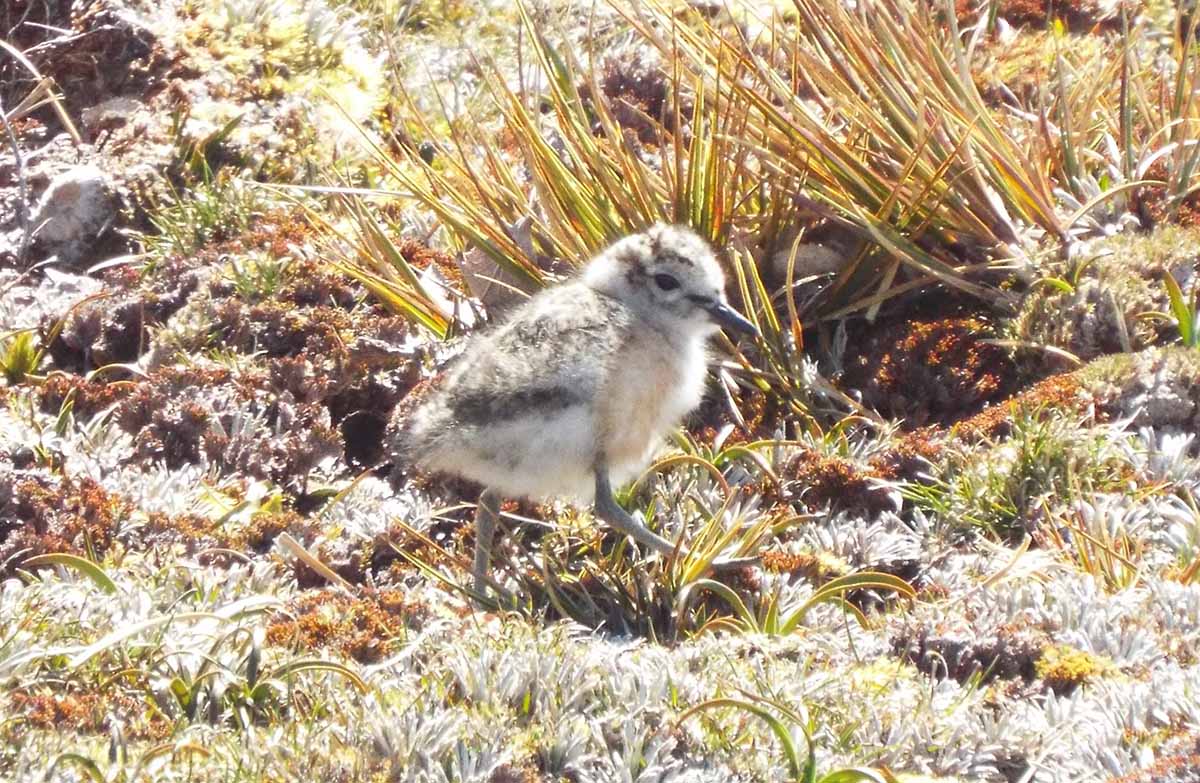 Southern New Zealand dotterel/pukunui: Birds A-Z