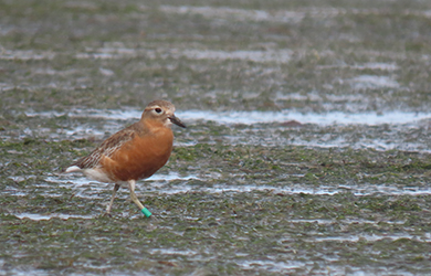 Southern New Zealand dotterel/pukunui: Birds A-Z