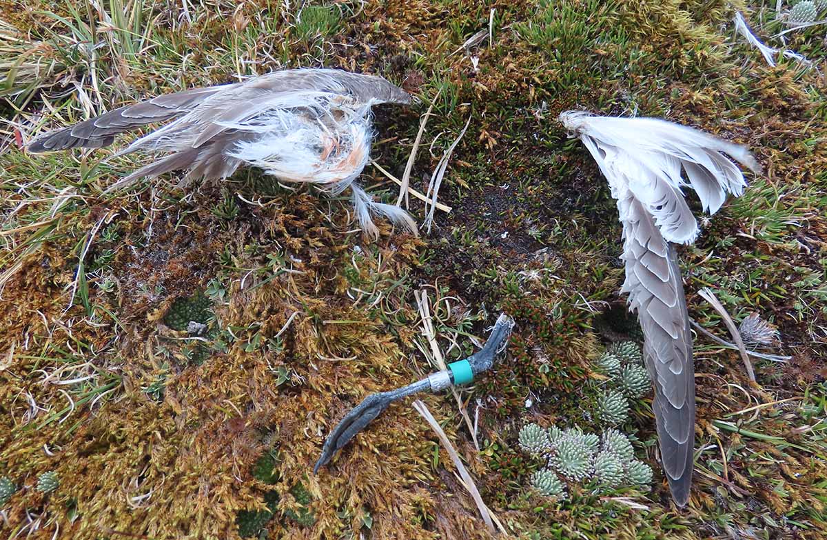 Southern New Zealand dotterel/pukunui: Birds A-Z