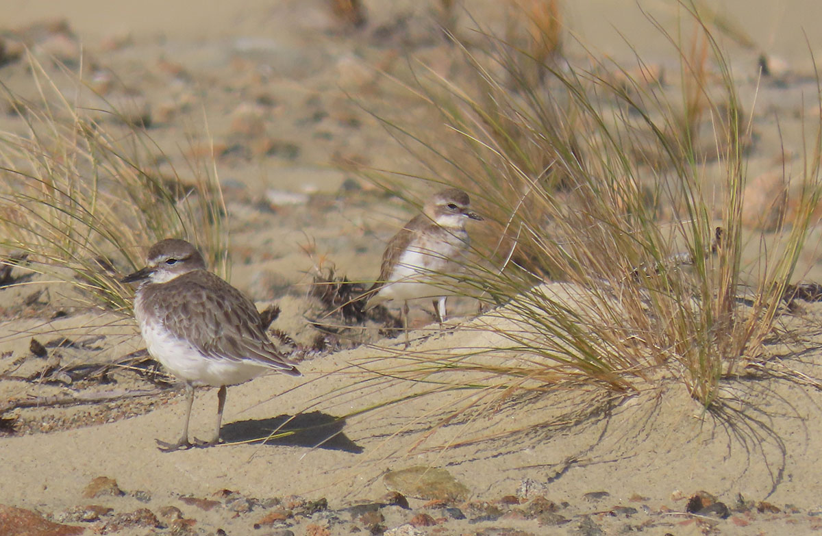 Southern New Zealand dotterel/pukunui: Birds A-Z