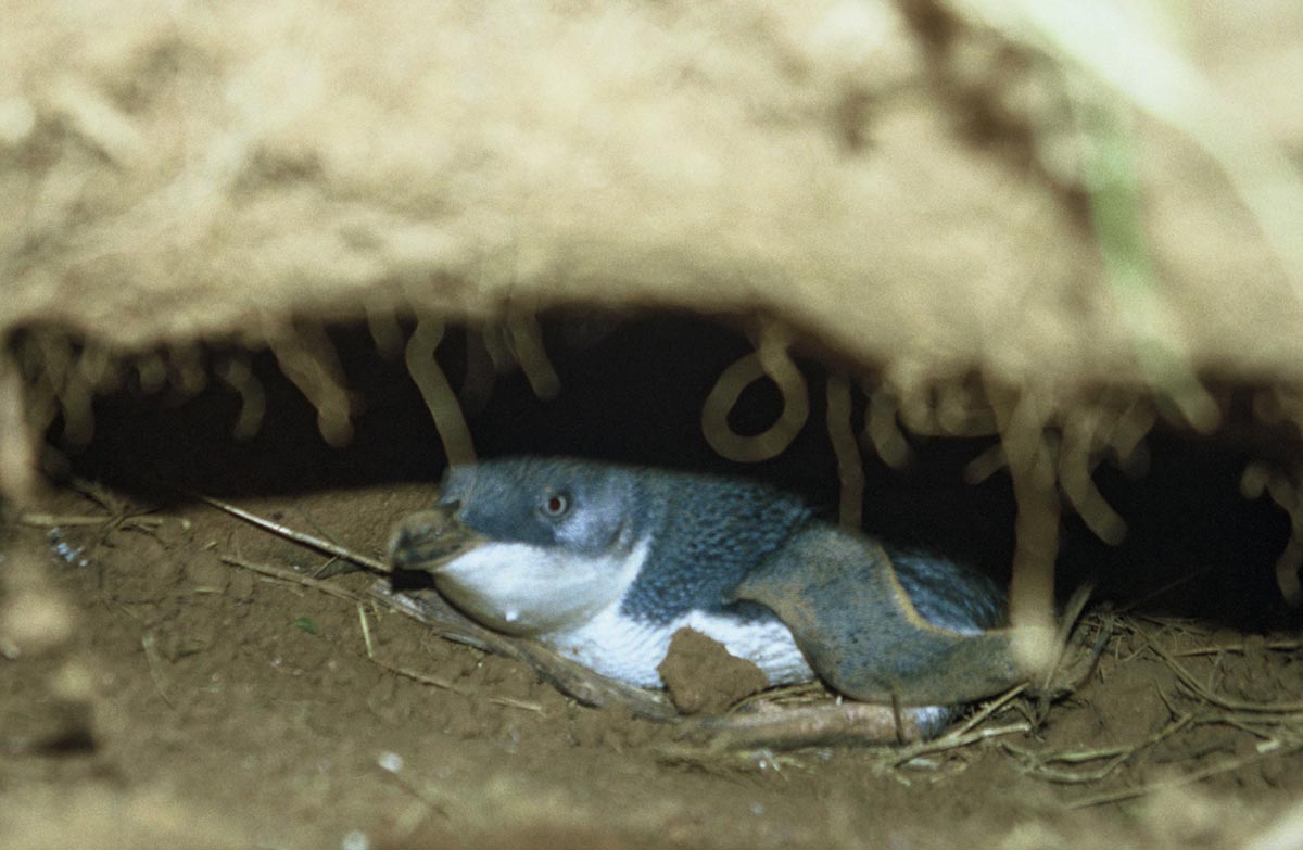 Little penguin/korora: Little blue penguin: New Zealand native sea and ...
