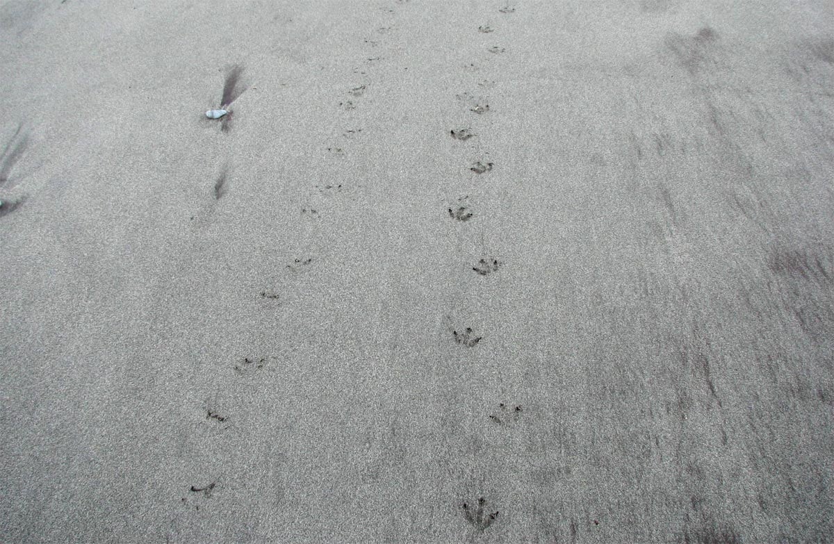 Little penguin/korora: Little blue penguin: New Zealand native sea and ...
