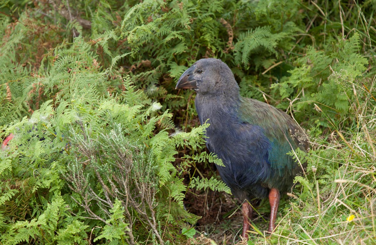 Takahē: land birds