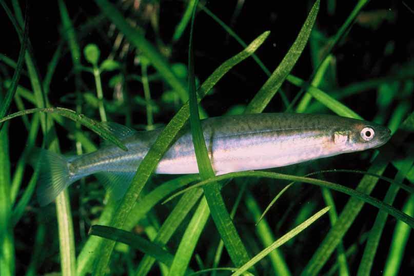 Inanga: Freshwater fish